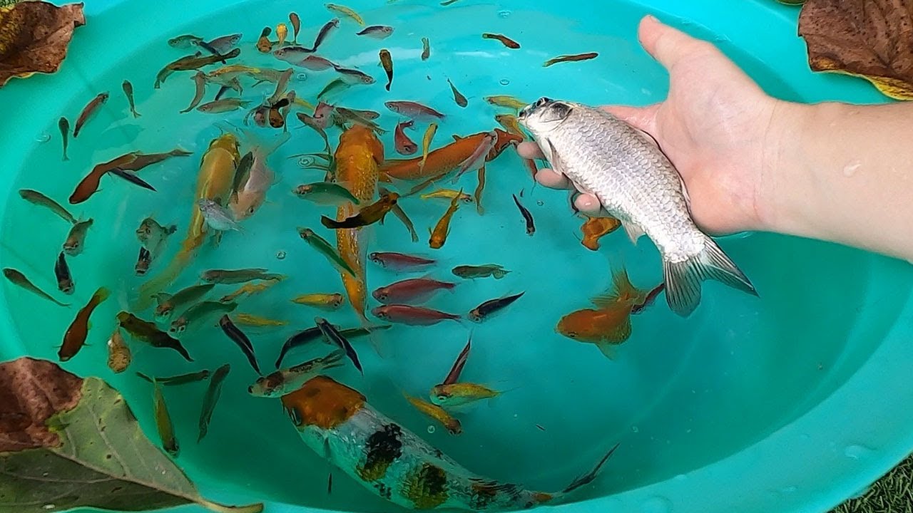 Yellow Green Pink Blue Fish Dwarf Gourami Koi Carp Goldfish Molly ...