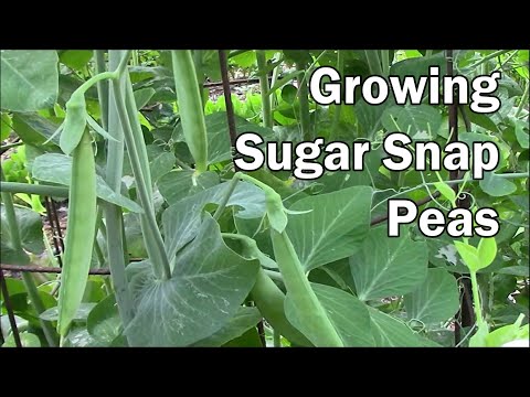 How To Grow Peas and What To Expect While They Are Growing