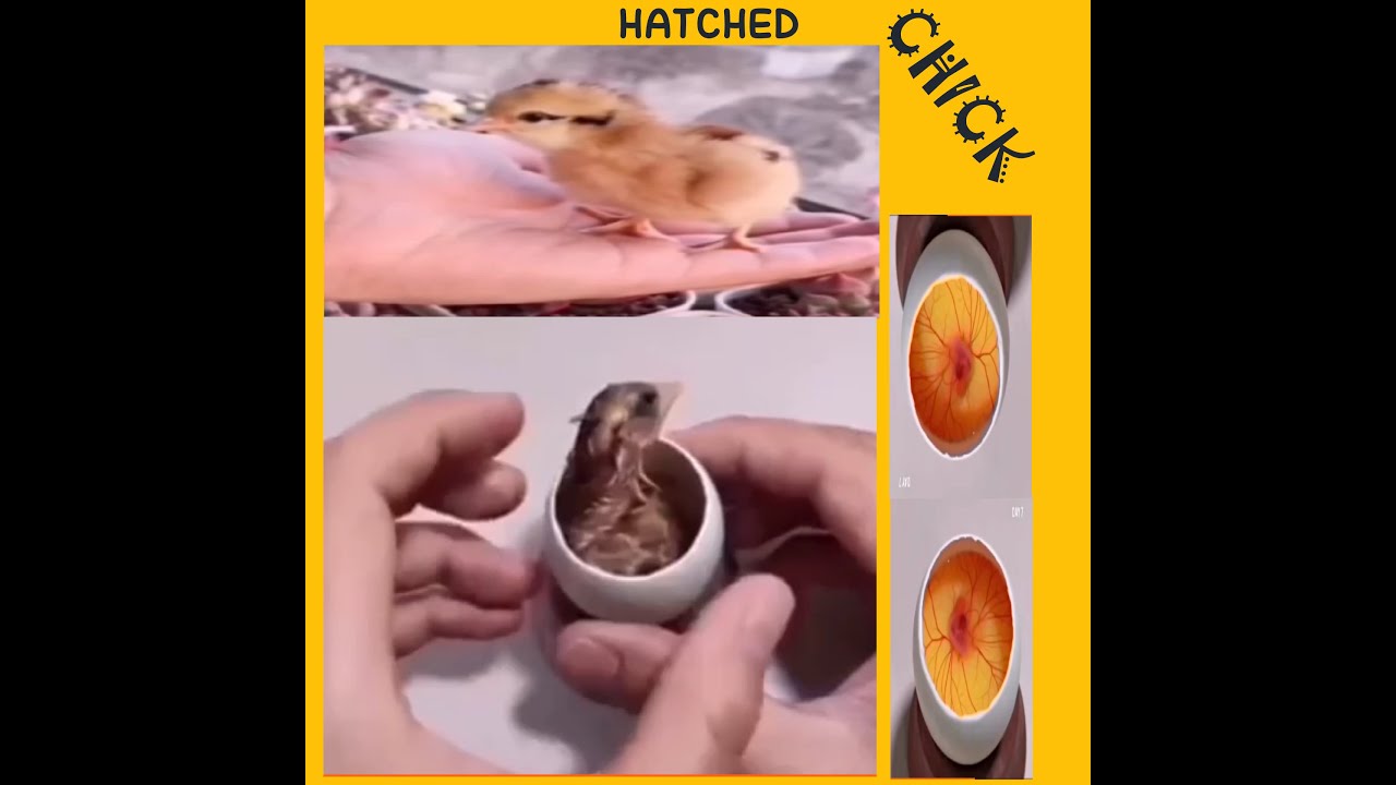 Simple Injection Method Used To Hatch Egg Fast #injection #egg #chicken ...