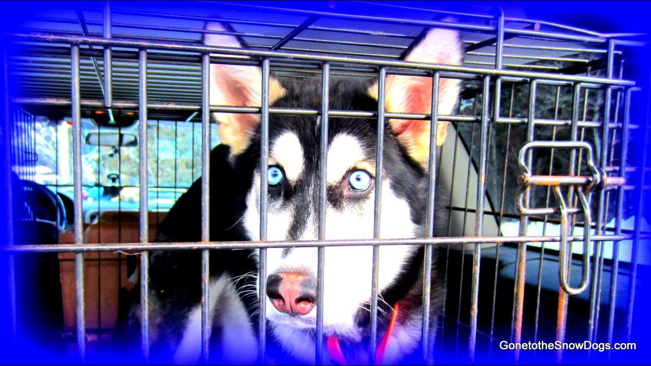 We got to Help a Husky in Need! Husky Hitchhiker! - YouTube