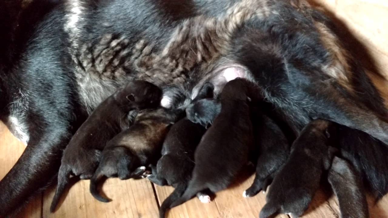 Lobos híbridos propiedad de águila Bulls Kennels. - YouTube