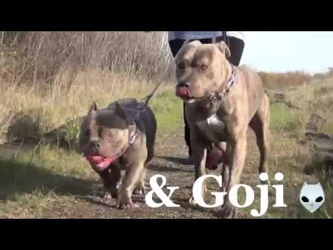 Aliens' Hiro - The mini. Am. Bully vs. an American Pit Bull Terrier (pt ...
