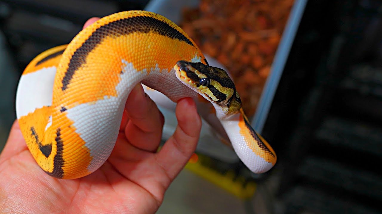 [4K] HOLDBACK Ball Python Shed Out & Updates! - YouTube