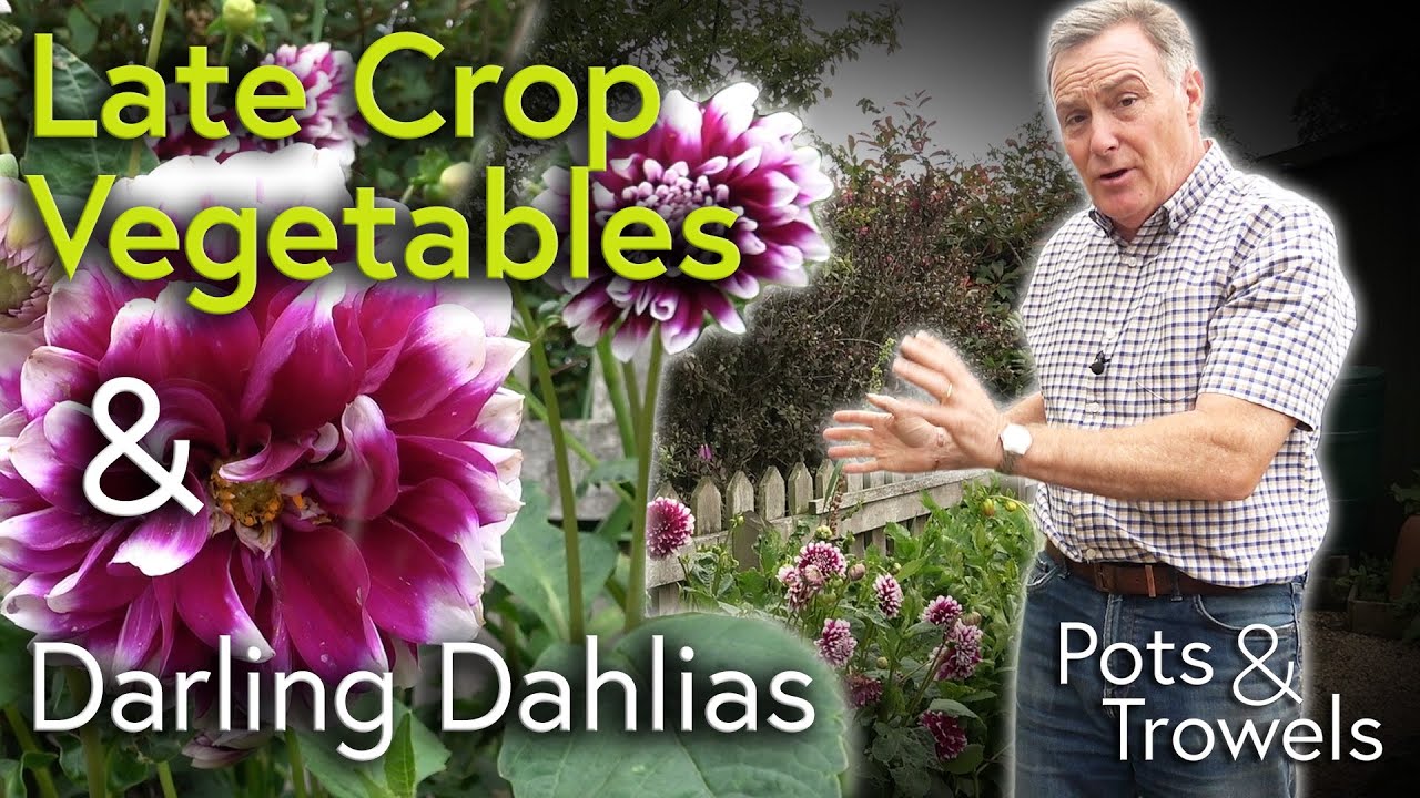 How to Plant Late Cropping Vegetables and More flowers on your Dahlias ...