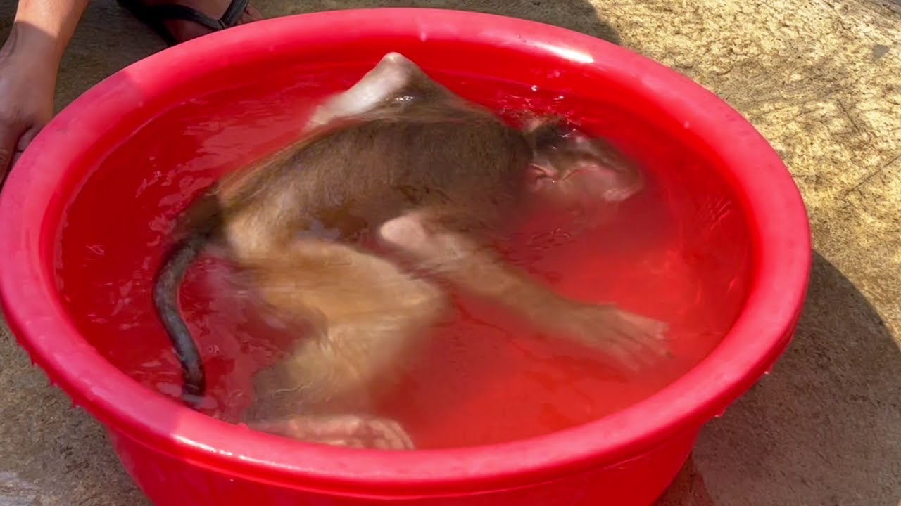 Monkey Diving In Summer Season, Liziqi Swim Water - YouTube