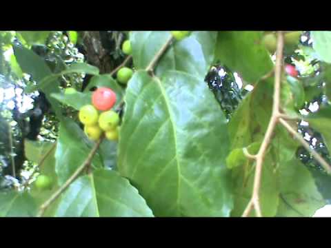 Loobikka Cultivation Tips ഈസിയായി നട്ടുവളർത്താം ലൂബിക്ക മരം - YouTube