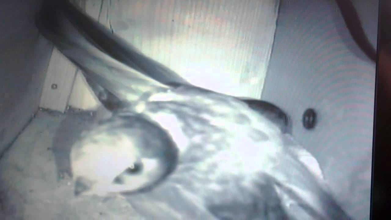 Special first moments of Swift arrival from migration - BirdLife ...