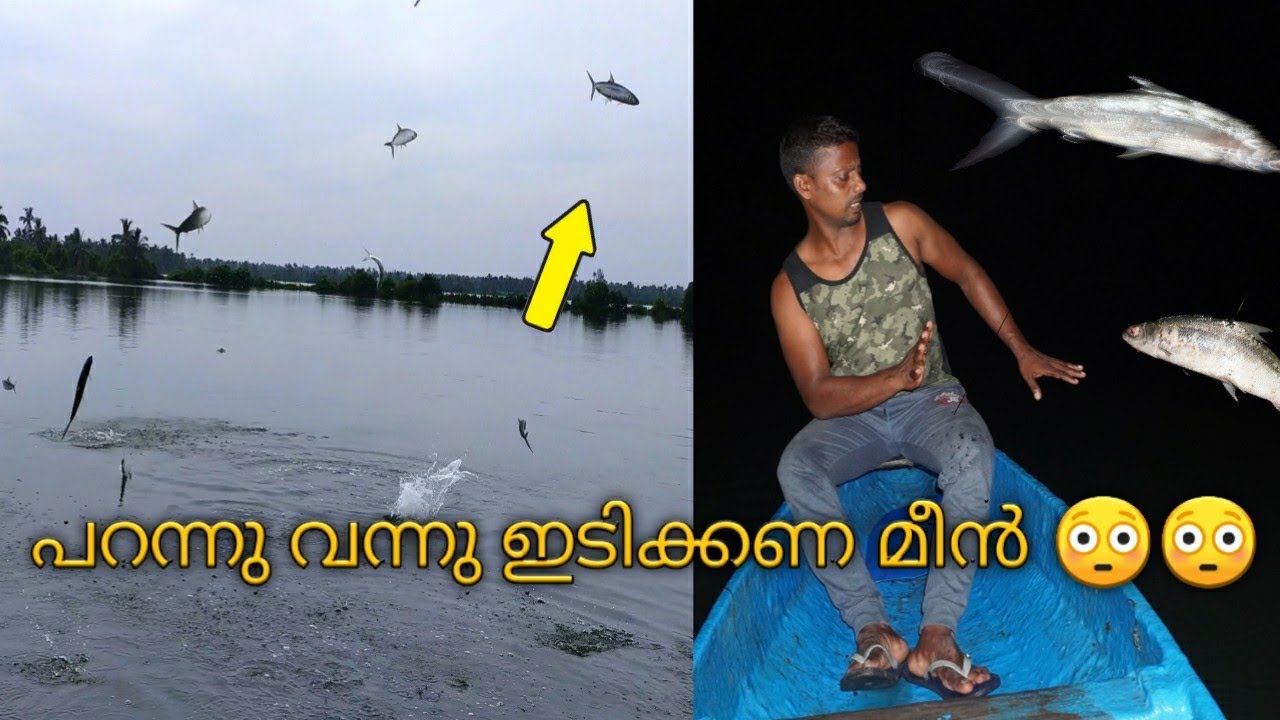 Flying fish 😳😳/പറന്നു വന്നു ഇടിക്കണ മീൻ - YouTube