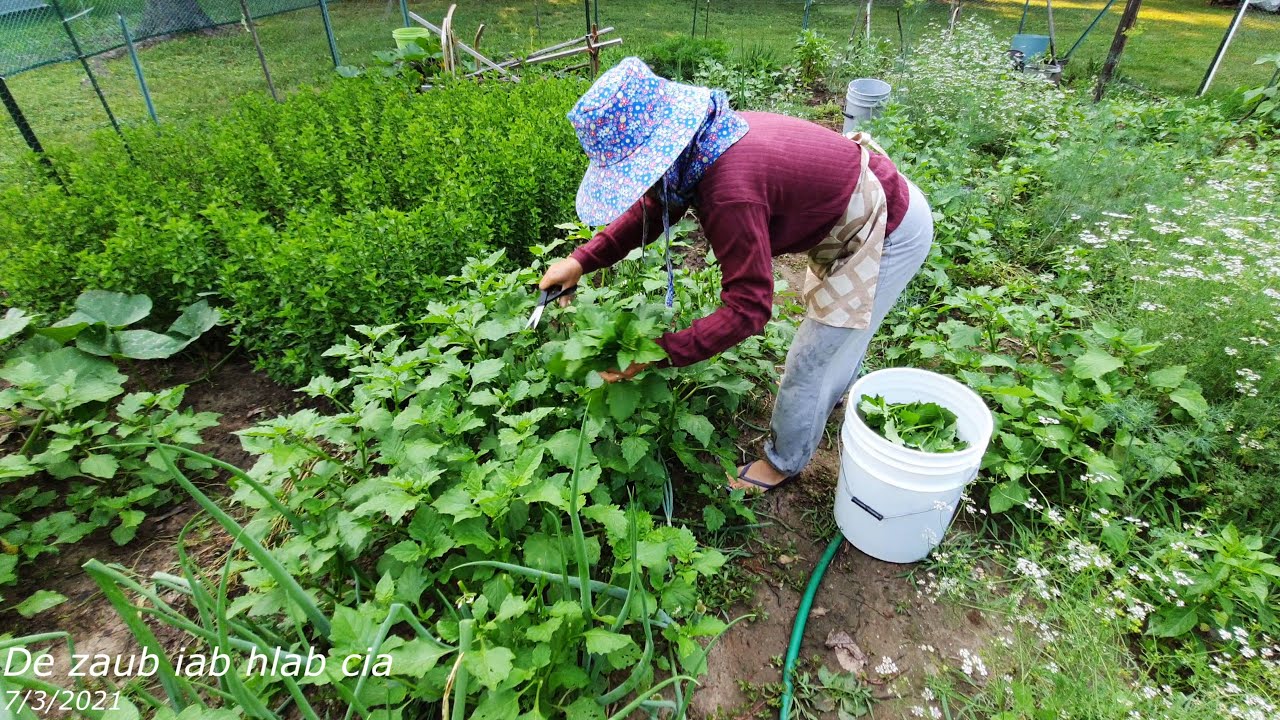 Hmoob de zaub iab - YouTube