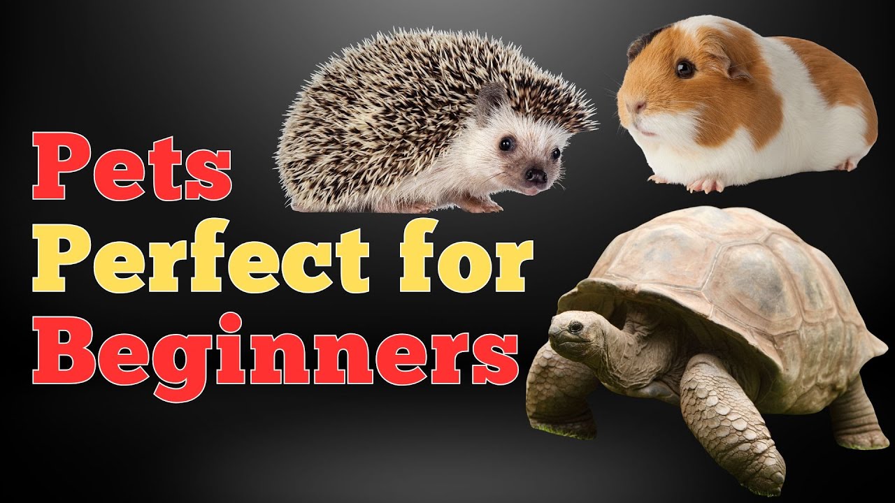 From Cute to Cool: 10 Ideal Pets for First-Time Owners - YouTube