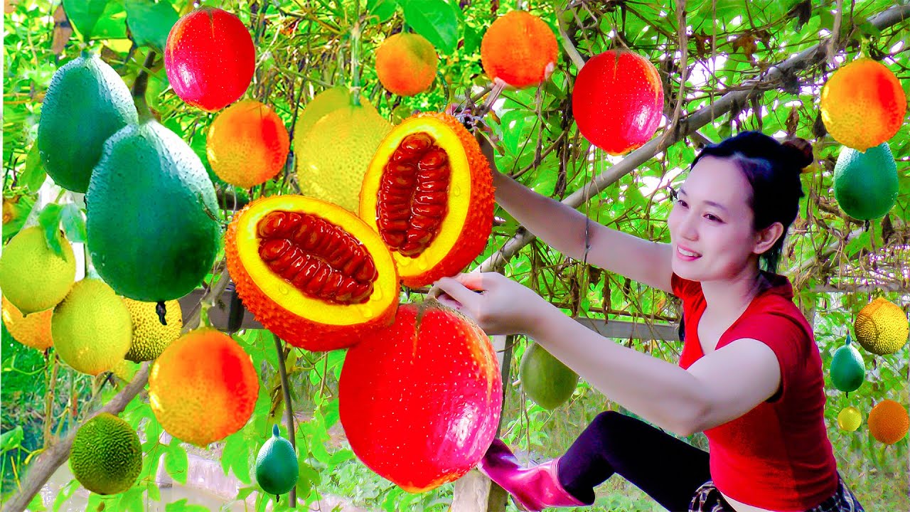 Harvesting RED GAC Fruit, BROCCOLI goes Market Sell - Soil improvement ...