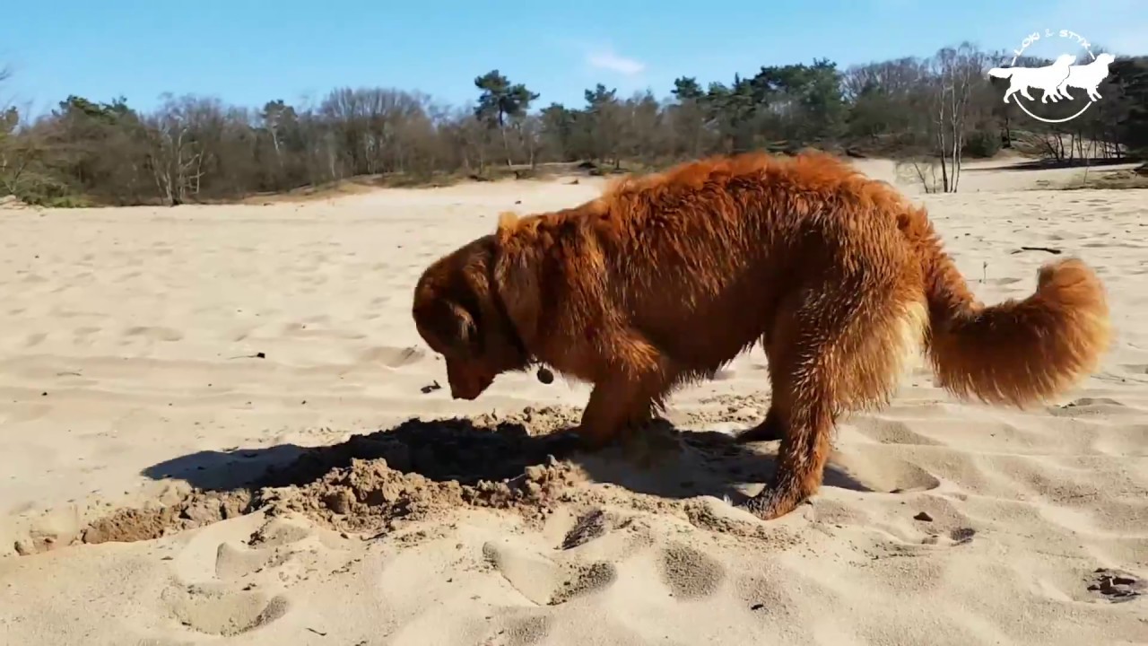 Tollers in dog's paradise! - Nova Scotia Duck Tolling Retrievers - YouTube