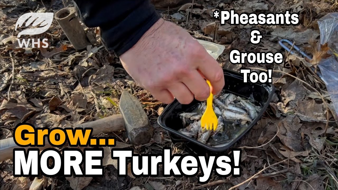 Predator Control For MORE Turkeys, Pheasant and Grouse - YouTube