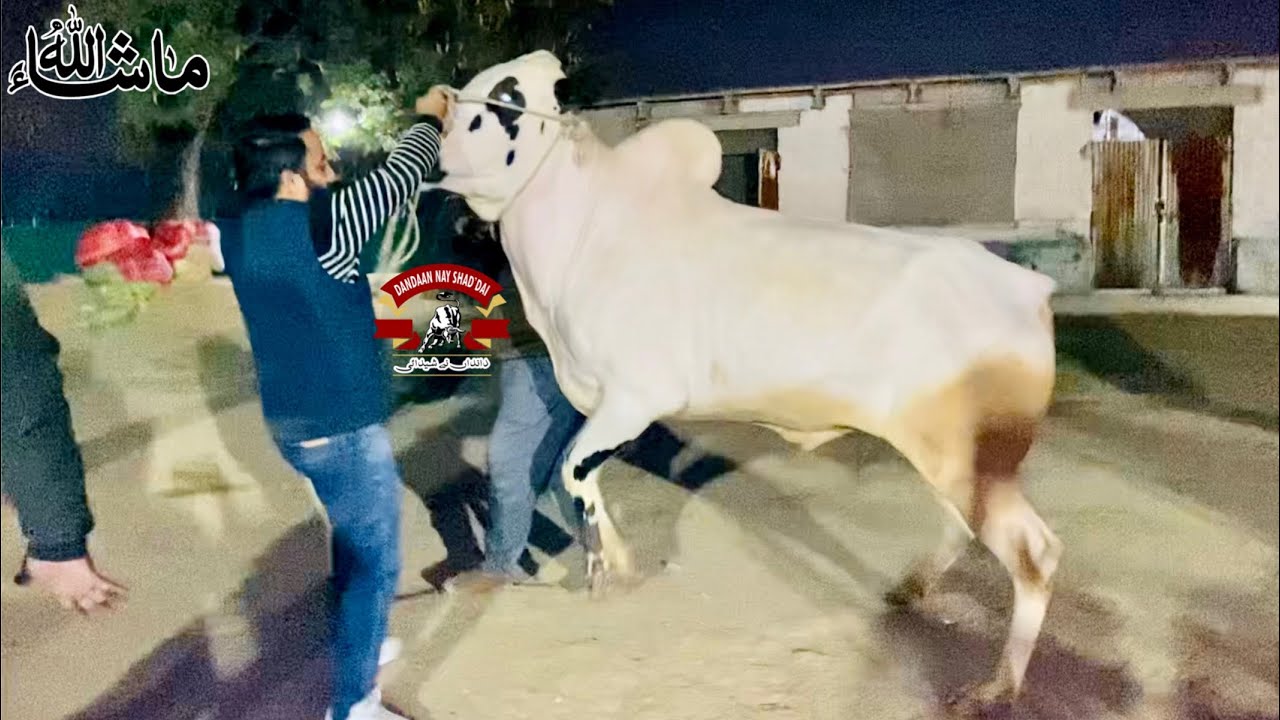 Unloading Video of Mast & Haseen Dhani Bull || Margalla Cattle Farm ...