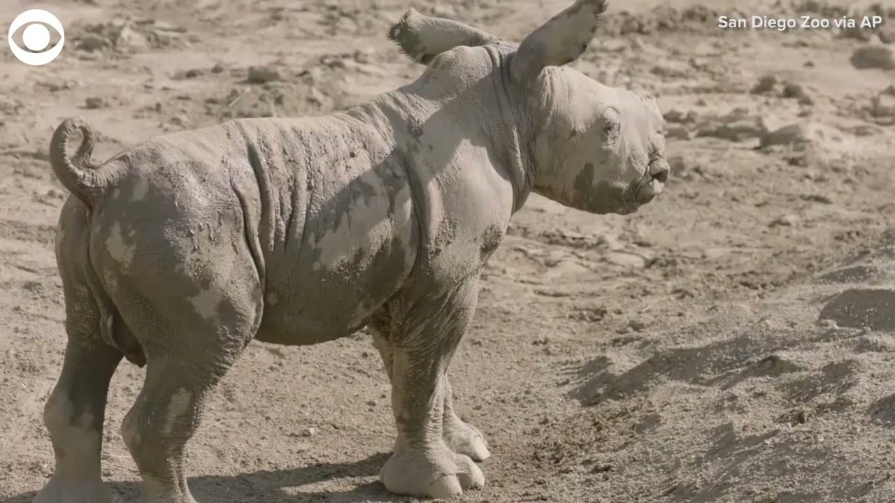 A rambunctious baby rhino makes debut at San Diego Zoo - YouTube