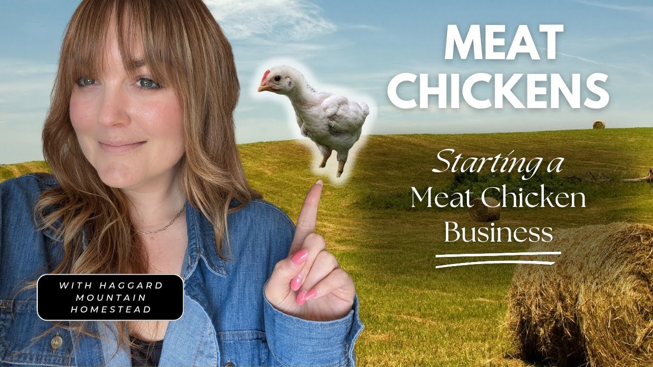 Starting a Meat Chicken Business - YouTube