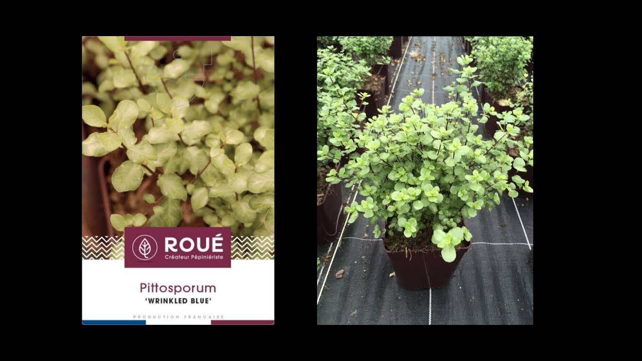 PITTOSPORUM 'Wrinkled Blue' - YouTube