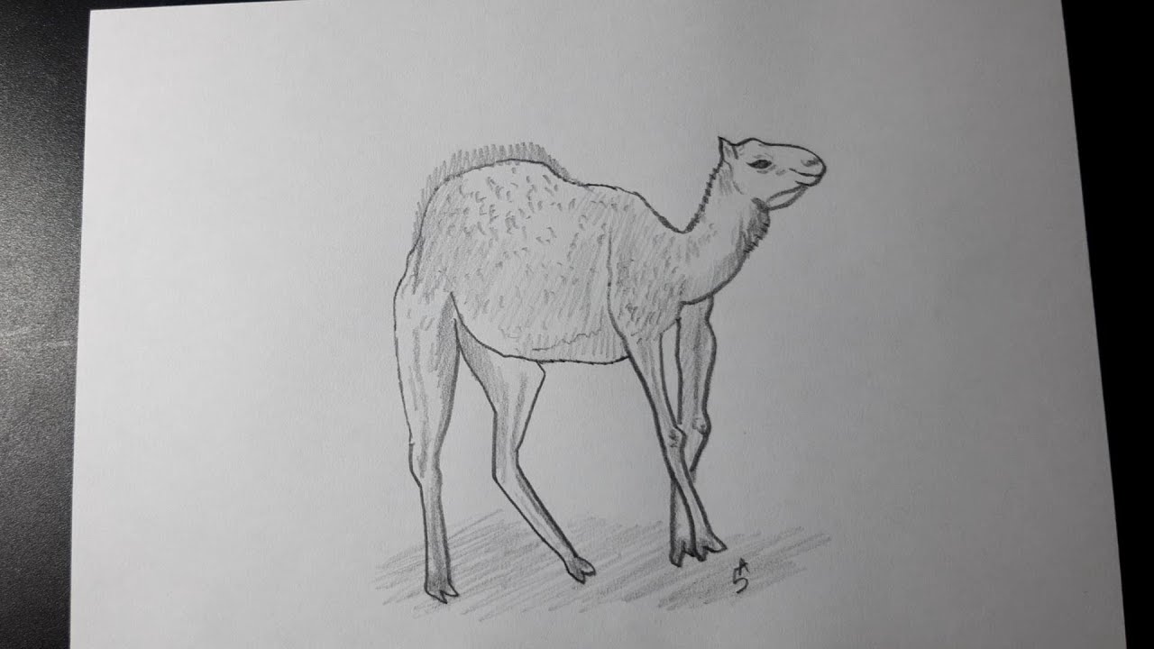 Cómo dibujar un Dromedario | How to draw a Dromedary - YouTube
