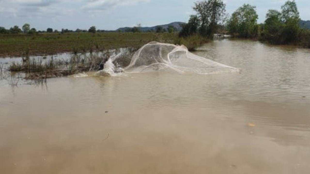 throw net at field with my family near farm - YouTube