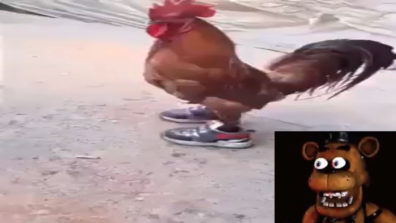 Chicken Got Drip - YouTube