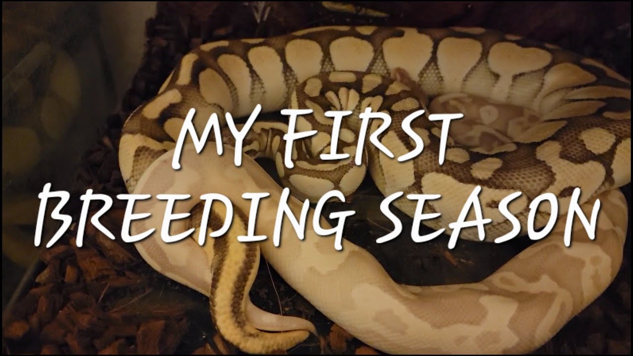 My FIRST Breeding Season - YouTube