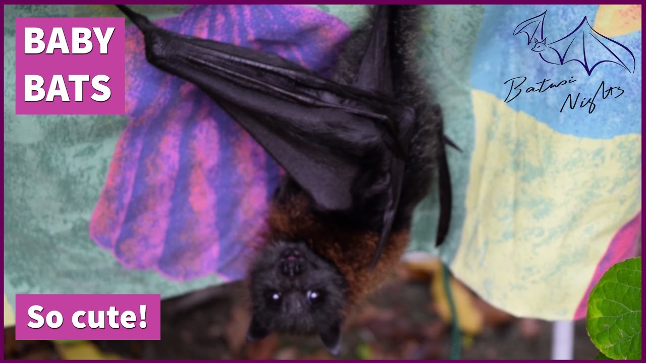 Baby bat wants cuddles: Pavarotti growing up - YouTube