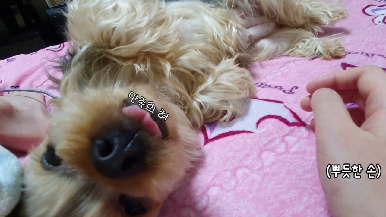 코로나로 인해 눕방하는 강아지/dog yomi is lying because of corona virus - YouTube
