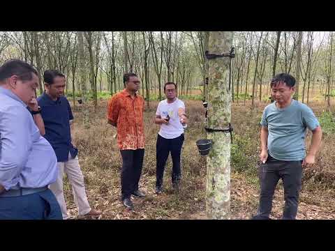 PAGI NI PRB DAN TONGGAK NIAGA ADAKAN DEMONSTRASI POTONG GETAH GUNA ...