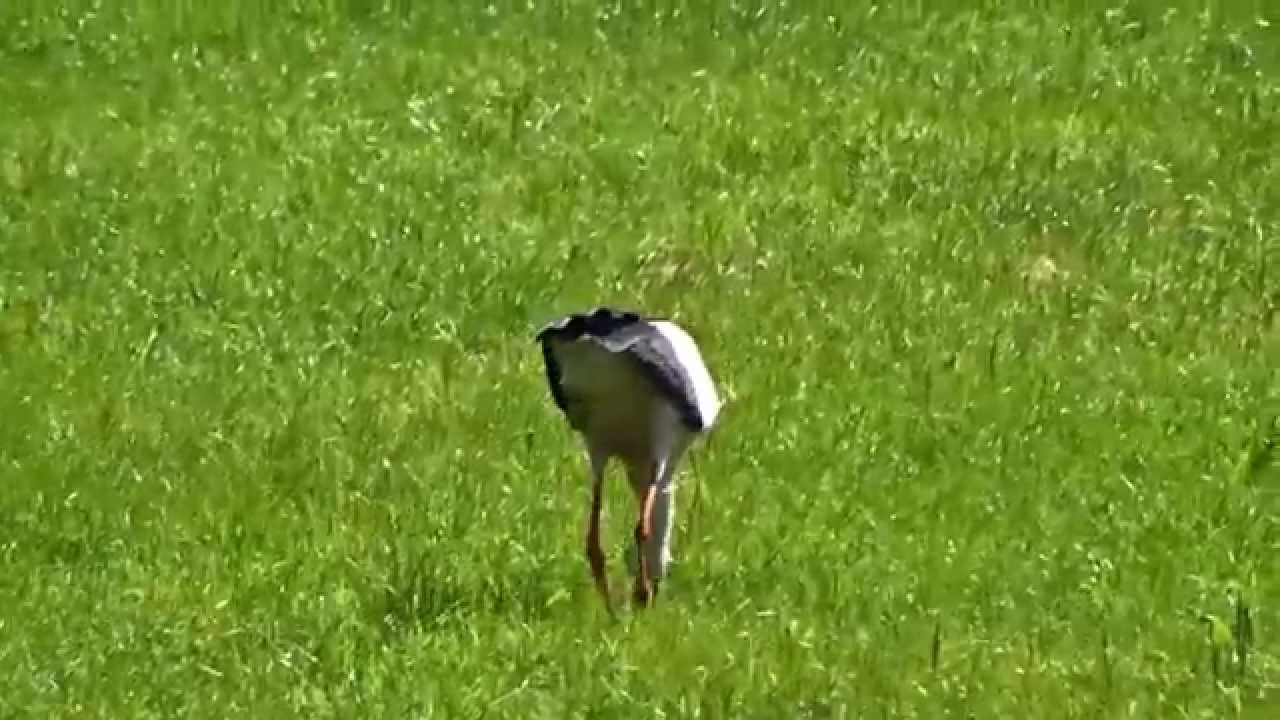 White Stork catching frog / Ooievaar vangt kikker (Ciconia ciconia ...