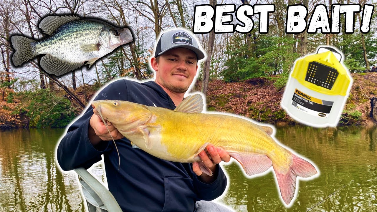 The Best Bait To Catch BIG FISH During Spring! (MULTI-SPECIES DAY ...