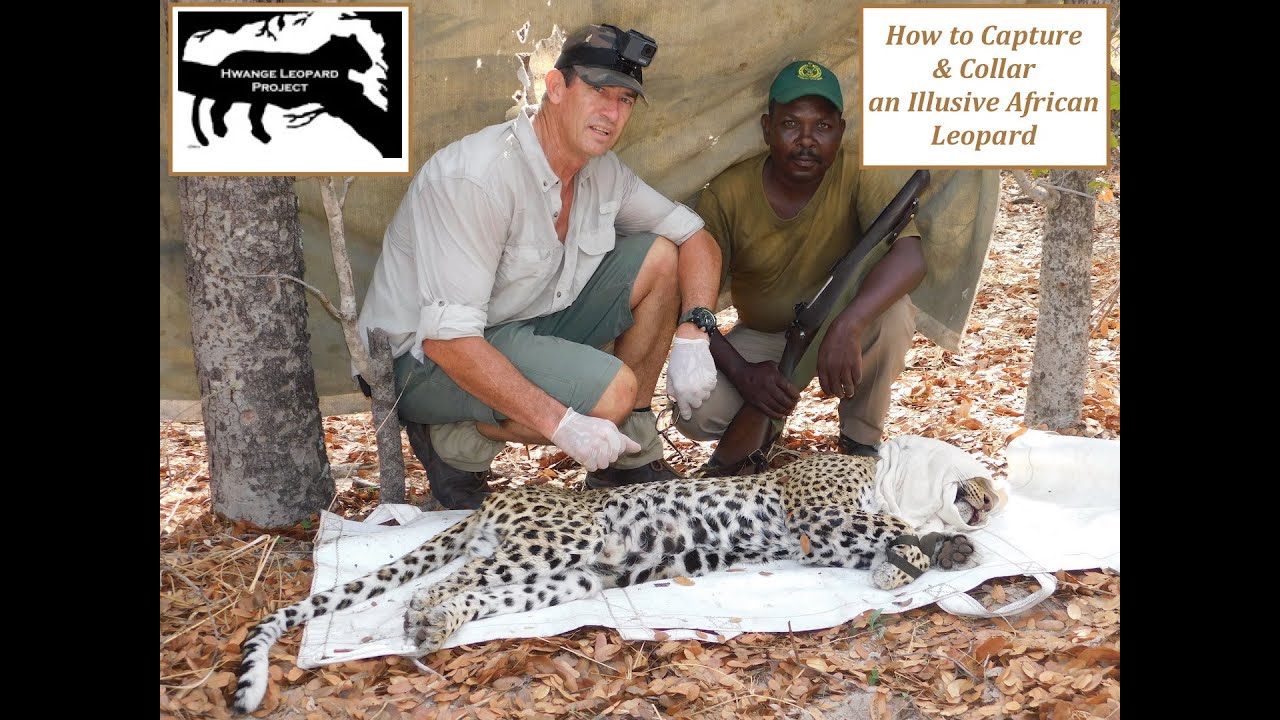Hwange Leopard - Capture Cage Preparation - YouTube