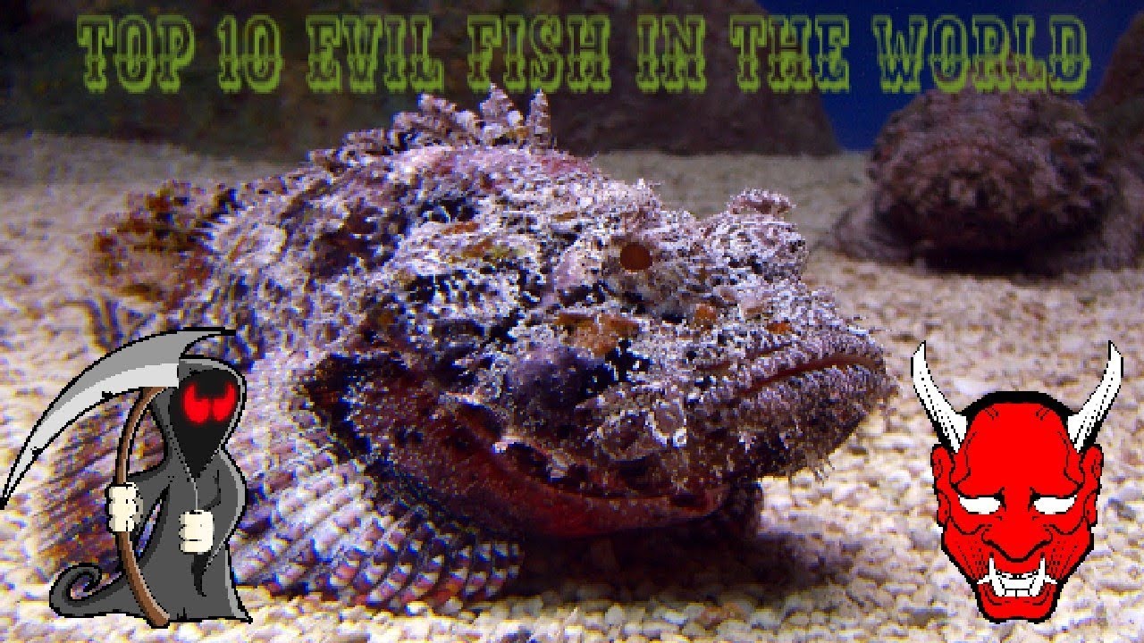 Evil fish top 10 in sea world - YouTube