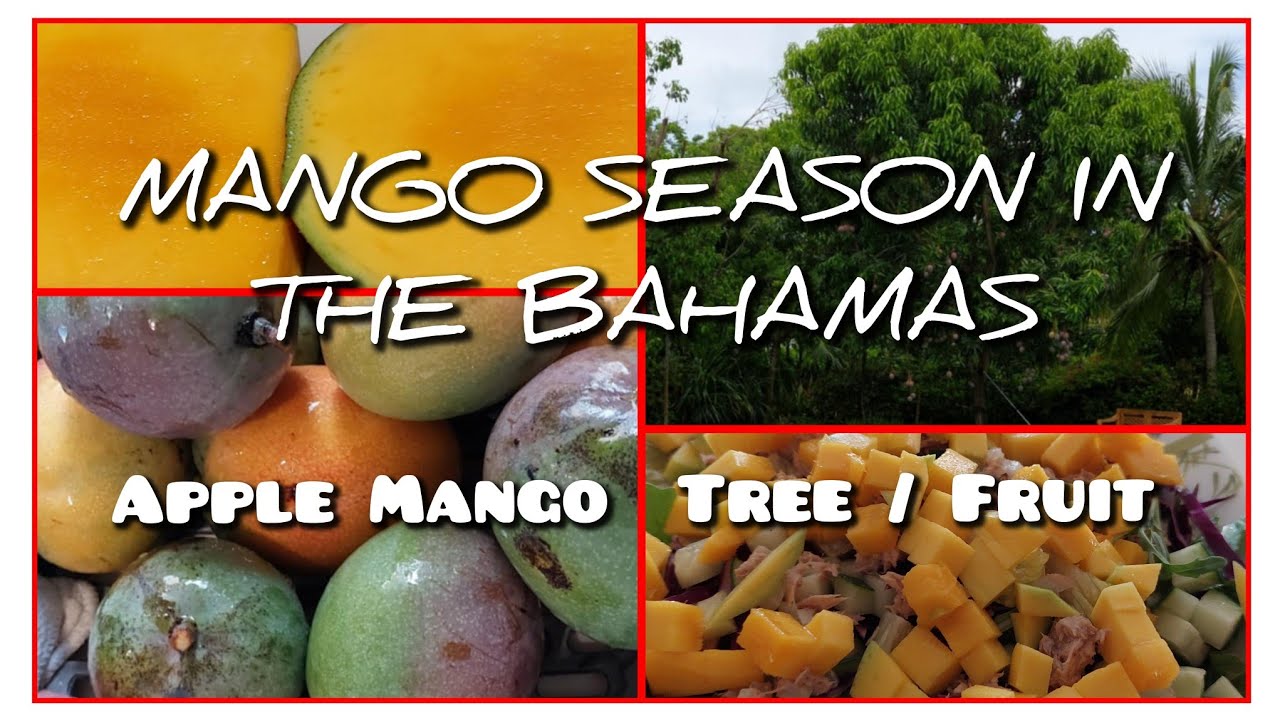 APPLE-MANGO TREE/FRUIT - MANGO SEASON IN THE BAHAMAS #applemango - YouTube