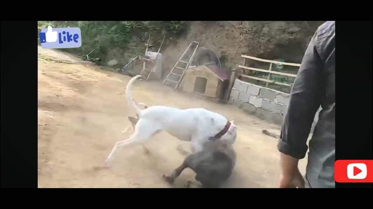 1 full day fight of dogo Argentino with doberman and came corso - YouTube