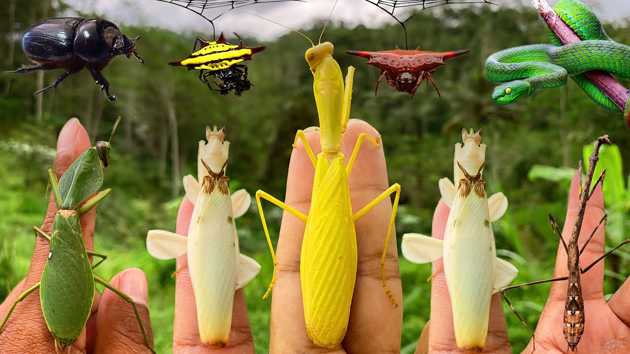 extraordinary:catch various types of beautiful insects in the world ...