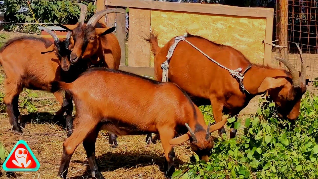 Primele probleme cu caprele Alpină Franceză - YouTube