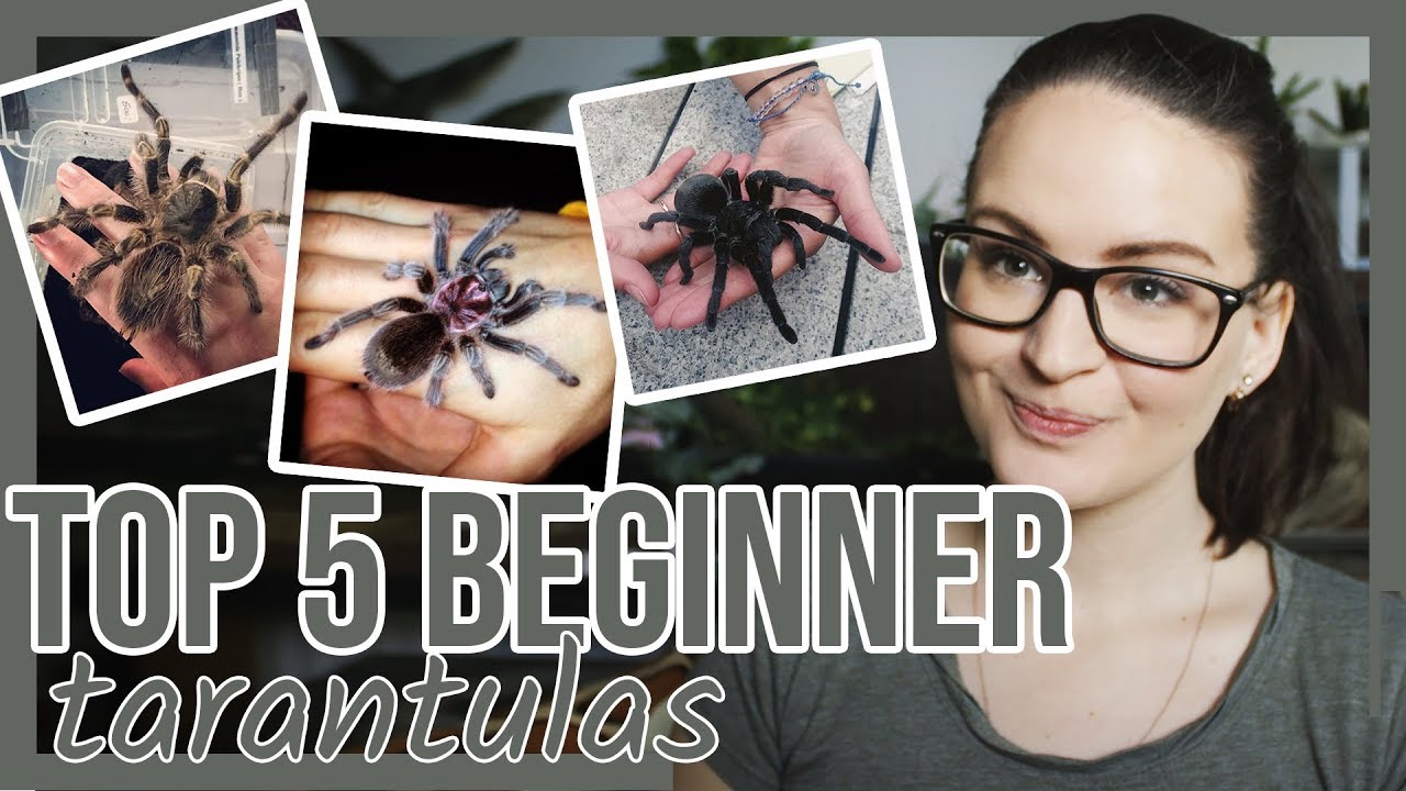 TOP 5 BEGINNER TARANTULAS (I recommend) - YouTube