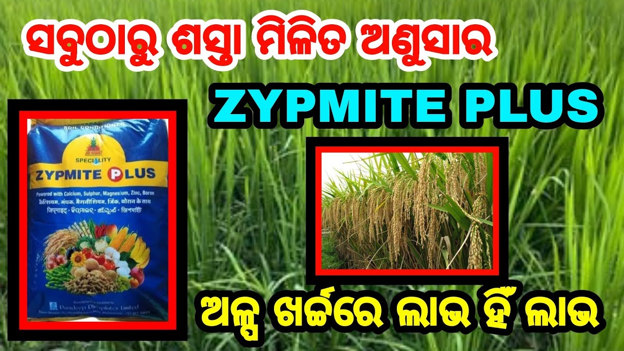 ସବୁଠାରୁ ଶସ୍ତା ଅଣୁସାର Zypmite Plus ଅଳ୍ପ ଖର୍ଚ୍ଚ ଅଧିକ ଅମଳ - YouTube