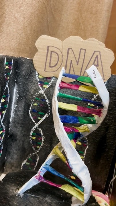 DNA working model|biology project#art #drawing #painting #biology - YouTube