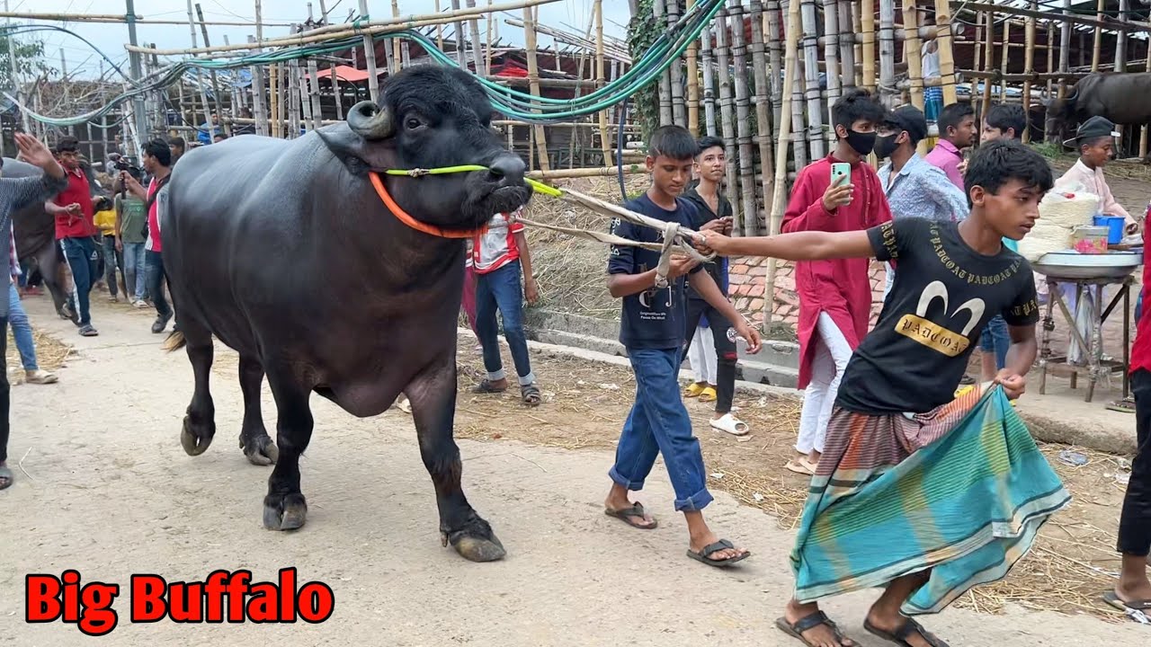 Big Buffalo in Bangladesh | Buffalo Riding | Gabtoli Buffalo New ...