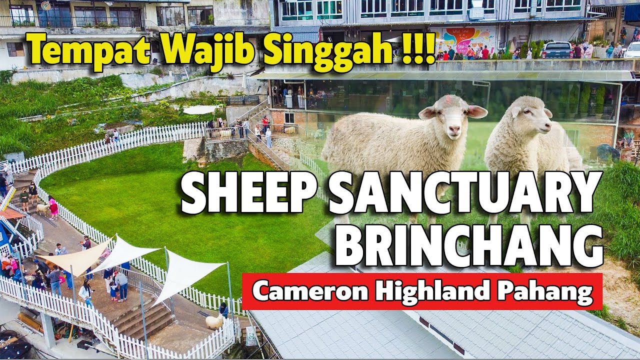 SHEEP SANCTUARY BRINCHANG | KEA FARM | TEMPAT WAJIB SINGGAH | TEMPAT ...