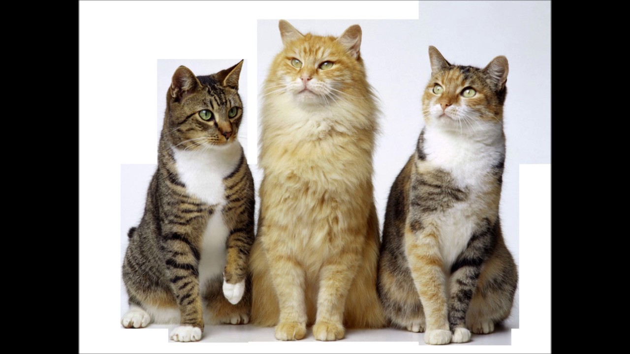 GATITOS!!!!!! - YouTube