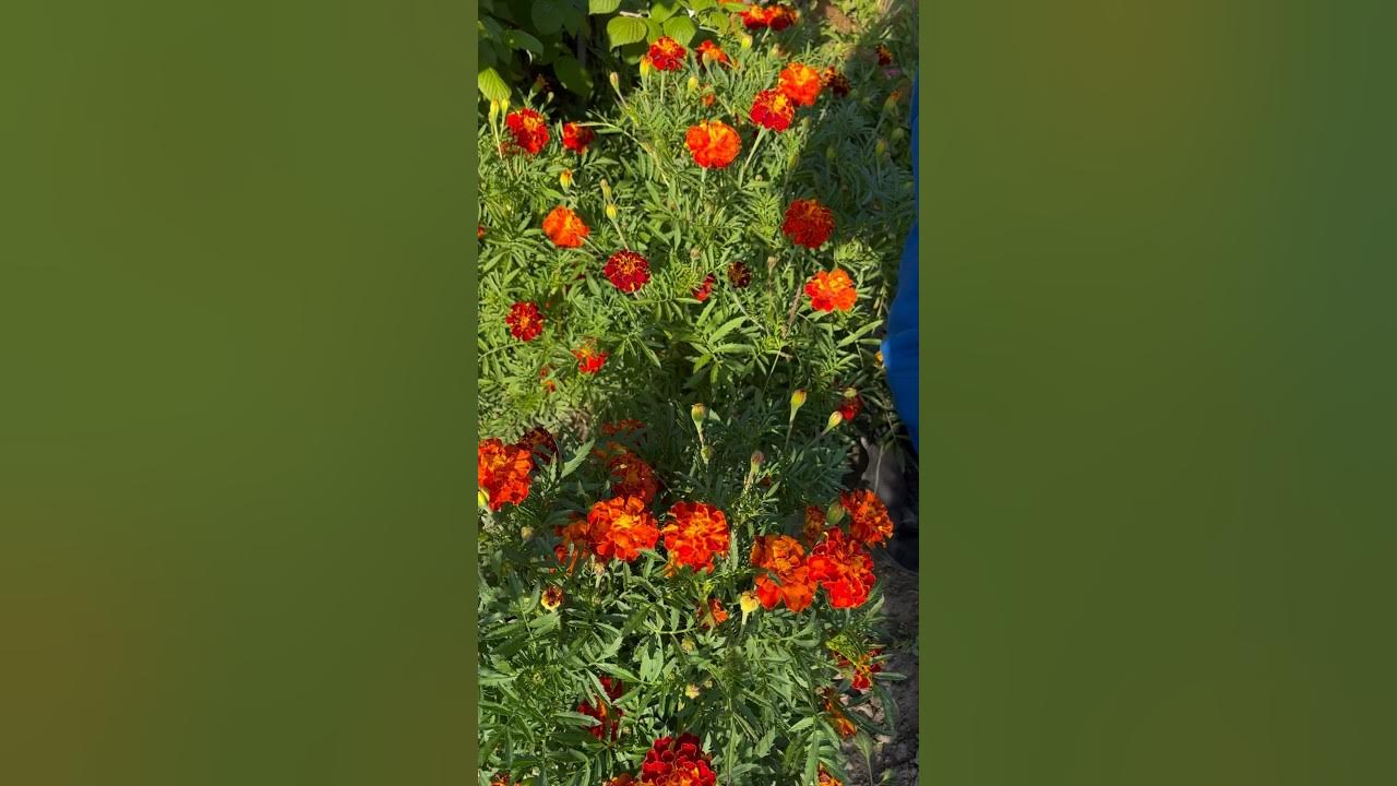 Стандартные бархатцы Петит Гармония! #огород #сад #рассада #дача # ...