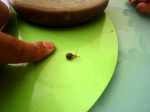 caracol bebe - YouTube