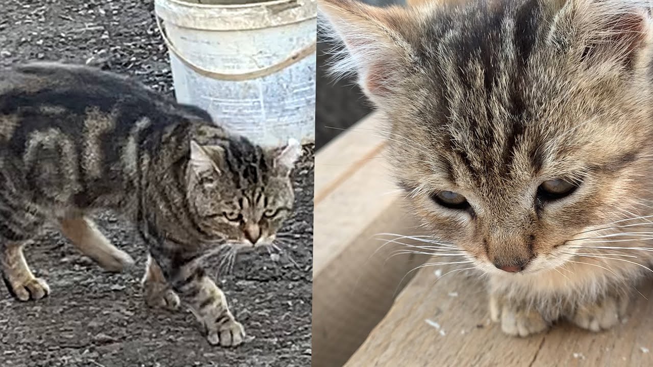Little Baby seeing his father - Father Cat, Son Cat & Mom Cat - YouTube