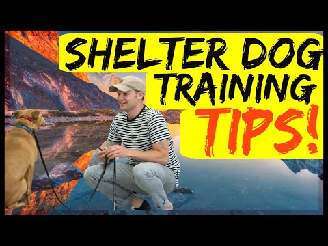 Shelter dog training tips| Tips to training my rescue dog - YouTube