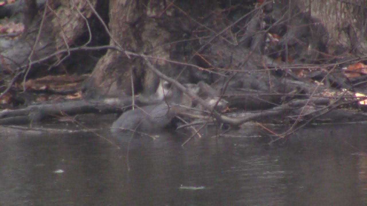 Otter Family's Thanksgiving Dinner - YouTube