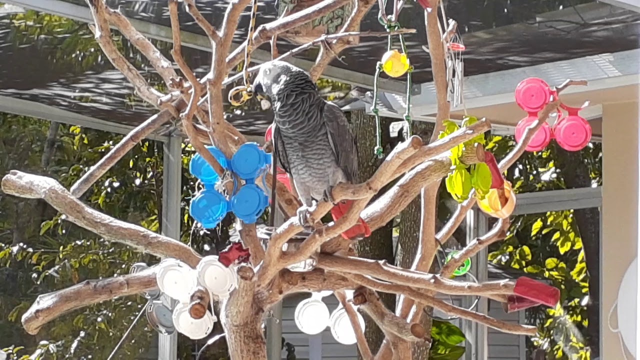 African grey Apache talking and whistling - YouTube
