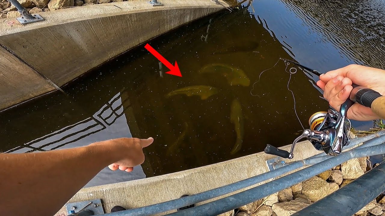 TONS of BIG Fish Living in these TINY Rock Pools! (Sight fishing) - YouTube