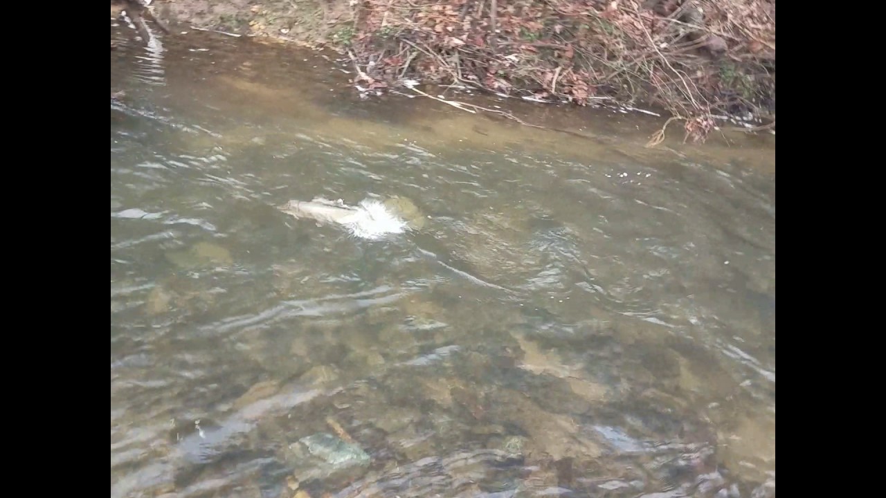 Pigg river Virginia citation brookie - YouTube